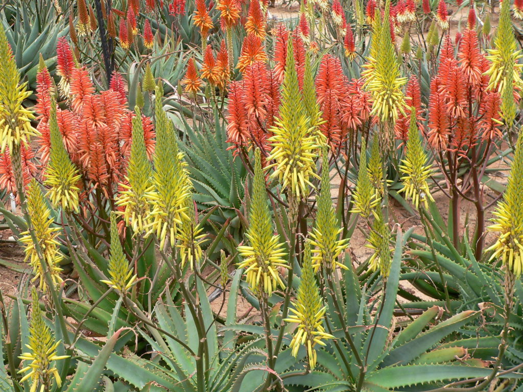 Octopus & Apricot Jun08f 020 - Sunbird Aloes