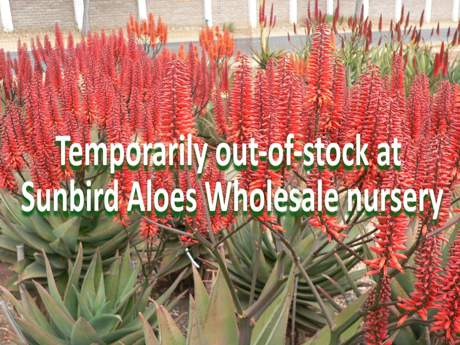 Aloe 'Coral Red' - Sunbird Aloes