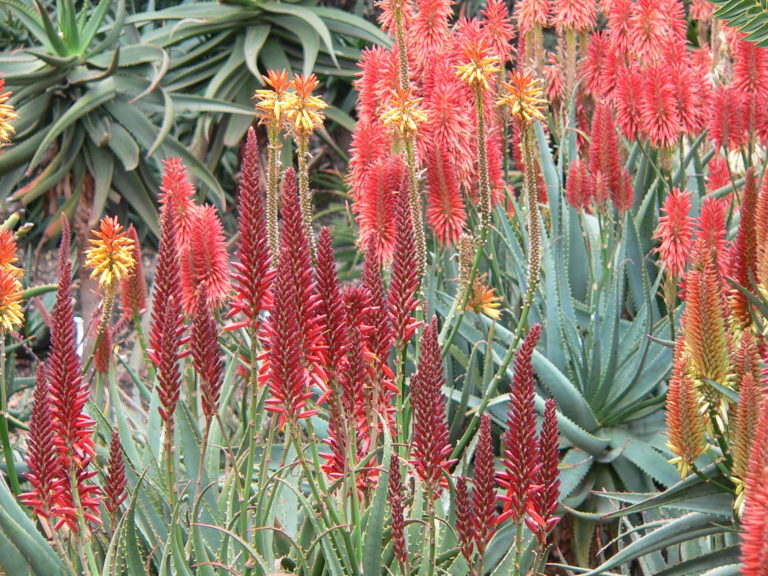 Aloe 'Black Cherry' - Sunbird Aloes