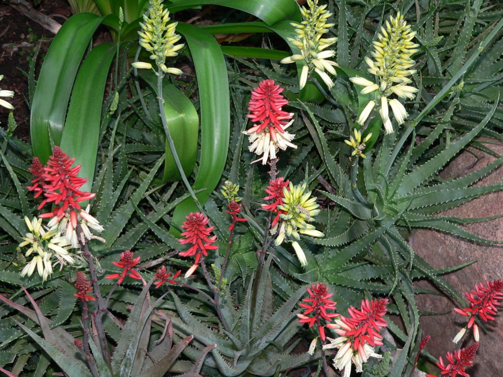 Aloe 'Bush Baby Yellow' - Sunbird Aloes