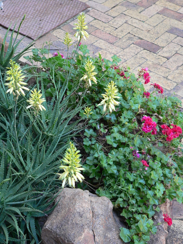 bush_baby_yellow_apr12_001 - Sunbird Aloes