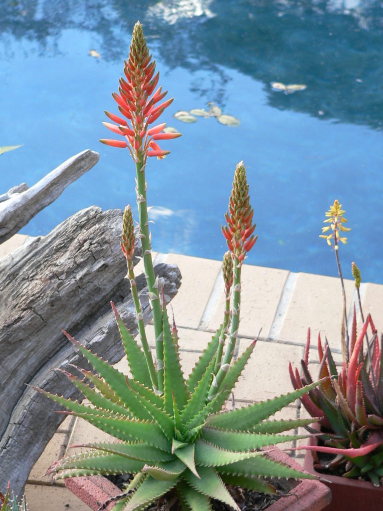 Aloe 'Gemini' - Sunbird Aloes