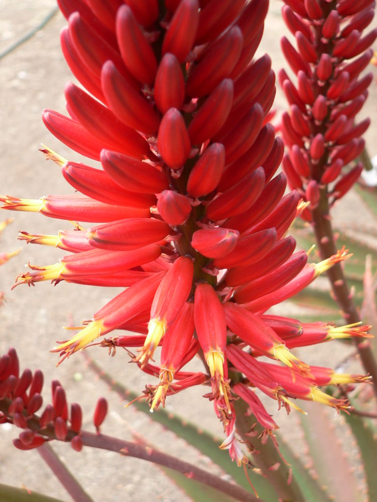 Aloe 'Erik the Red' - Sunbird Aloes