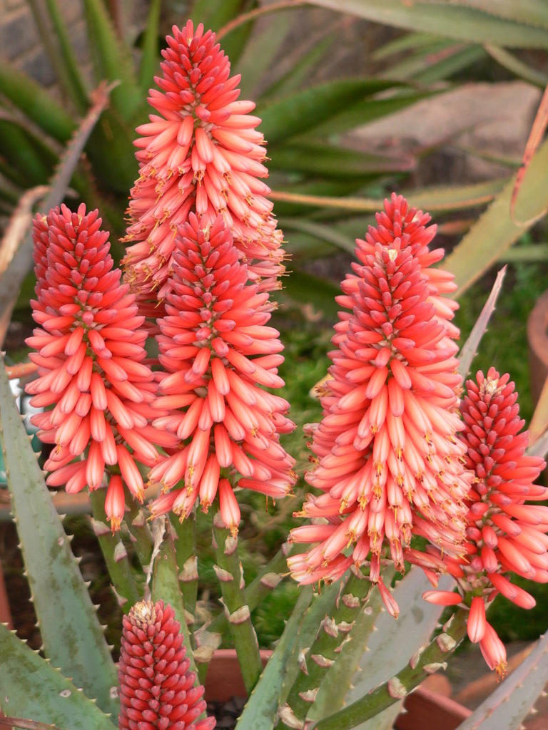 Aloe 'Ember' - Sunbird Aloes