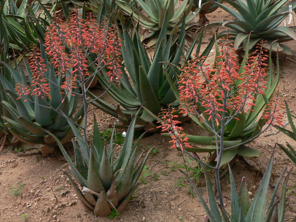 Aloe 'Fireworx' - Sunbird Aloes