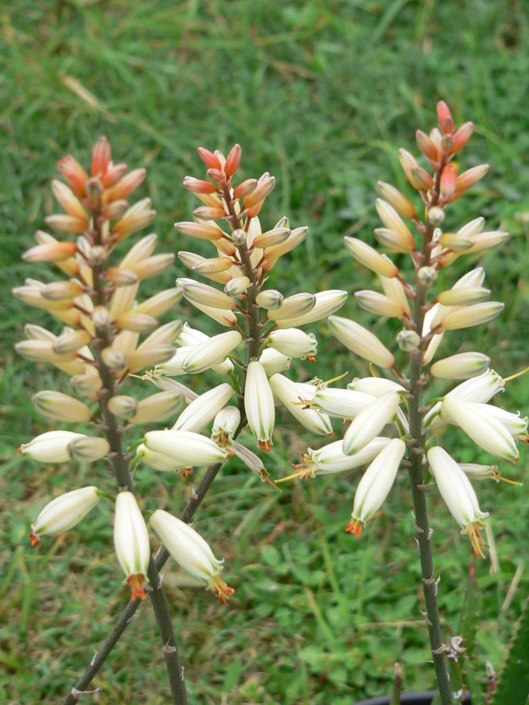 Aloe 'Ice Cap' - Sunbird Aloes
