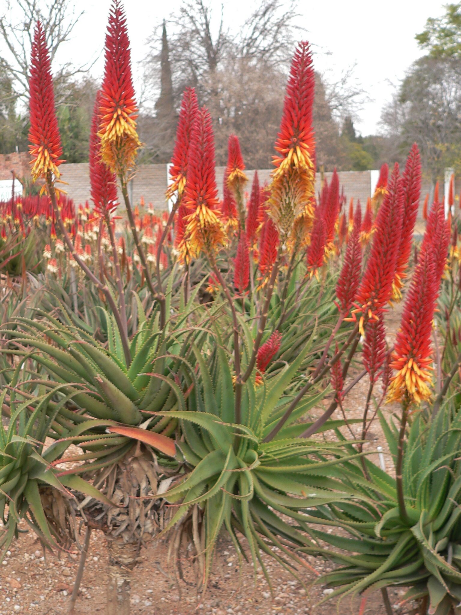 Aloe 'Hyperion' - Sunbird Aloes