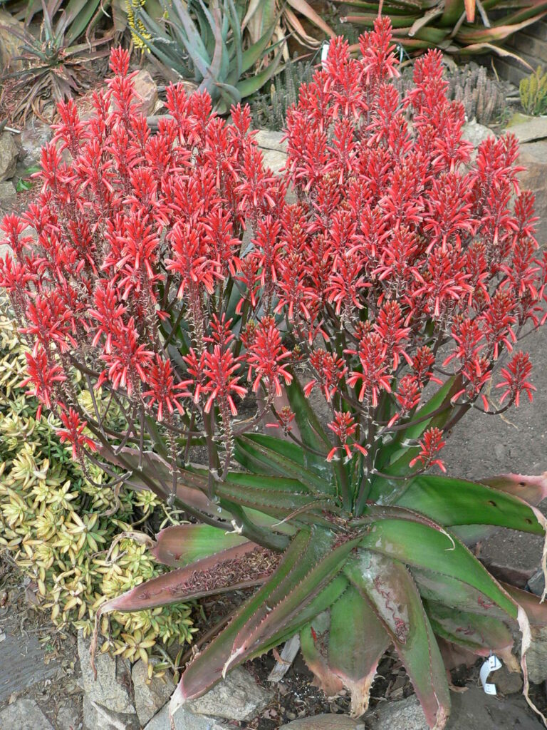 Aloe 'Laser Show' - Sunbird Aloes