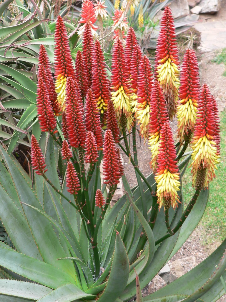 Aloe 'Majesty' - Sunbird Aloes