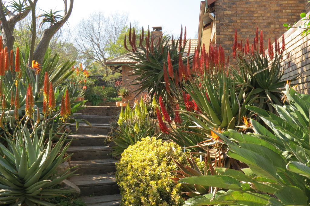 Home - Sunbird Aloes