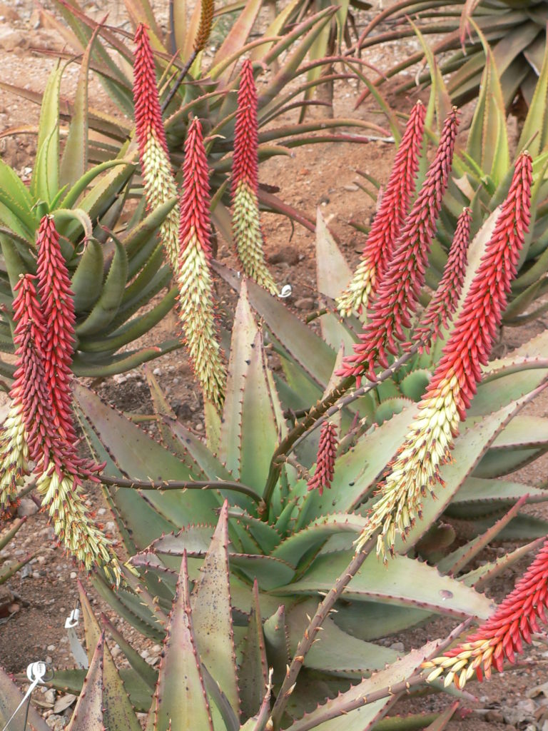 Aloe 'Big Boy' - Sunbird Aloes