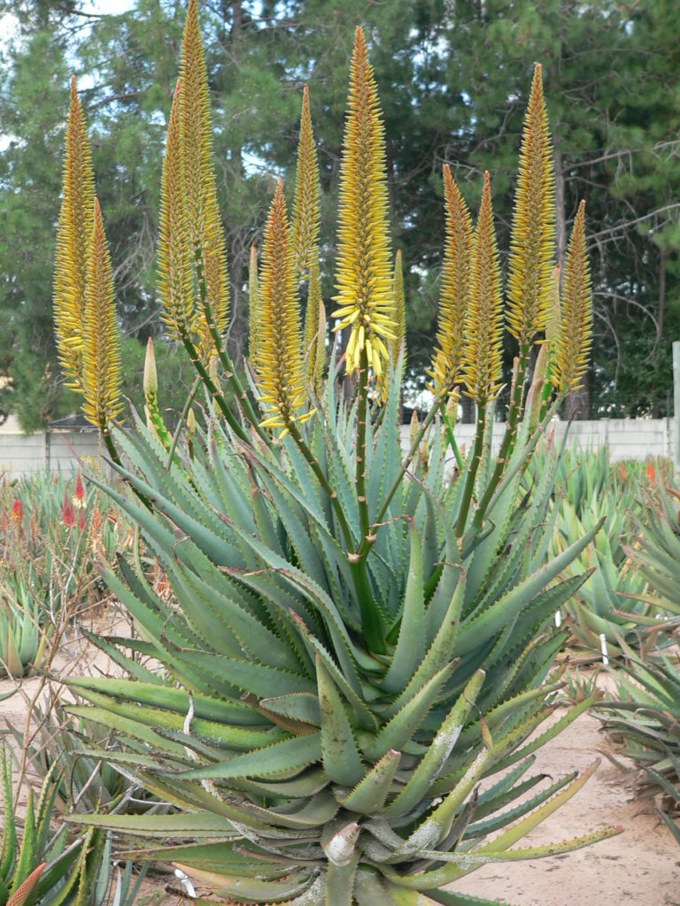 Aloe 'Hadar' - Sunbird Aloes