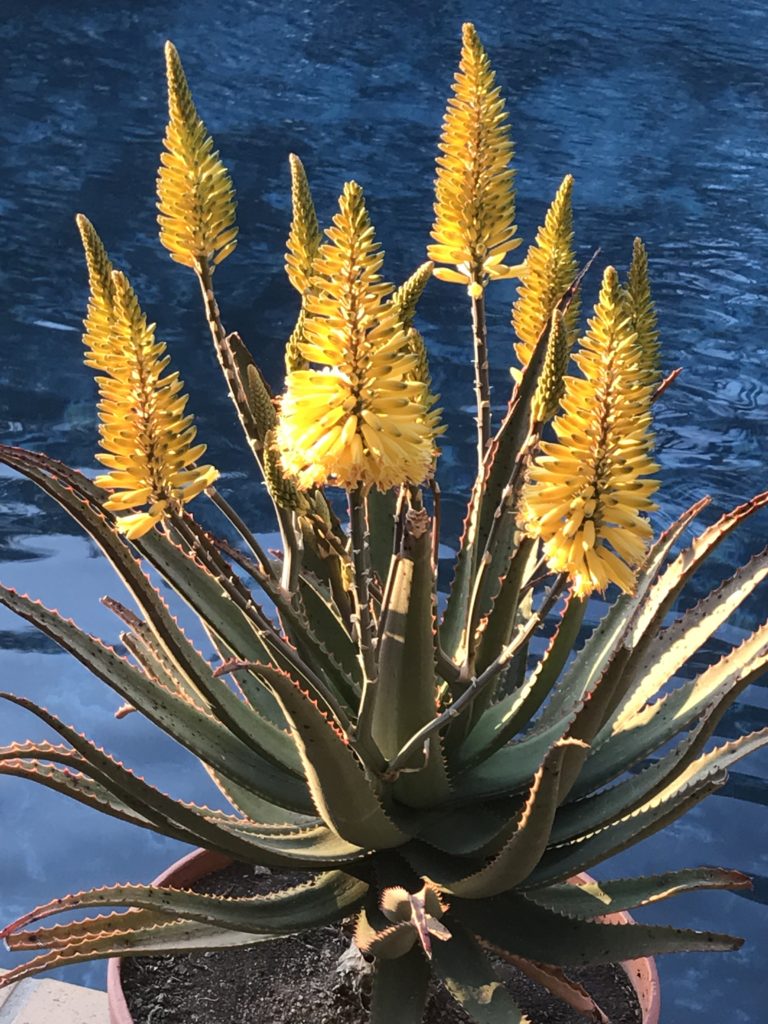 Aloe 'Nugget' - Sunbird Aloes