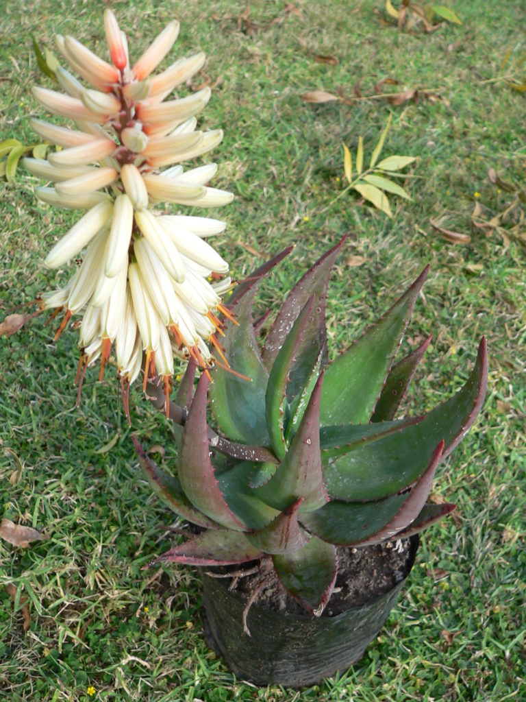 Aloe 'Riversdal' - Sunbird Aloes