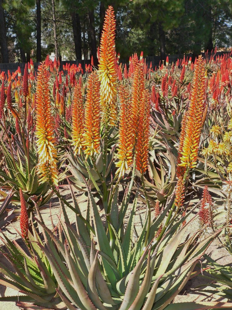 Sunbird Aloes wholesale nursery open area - Sunbird Aloes