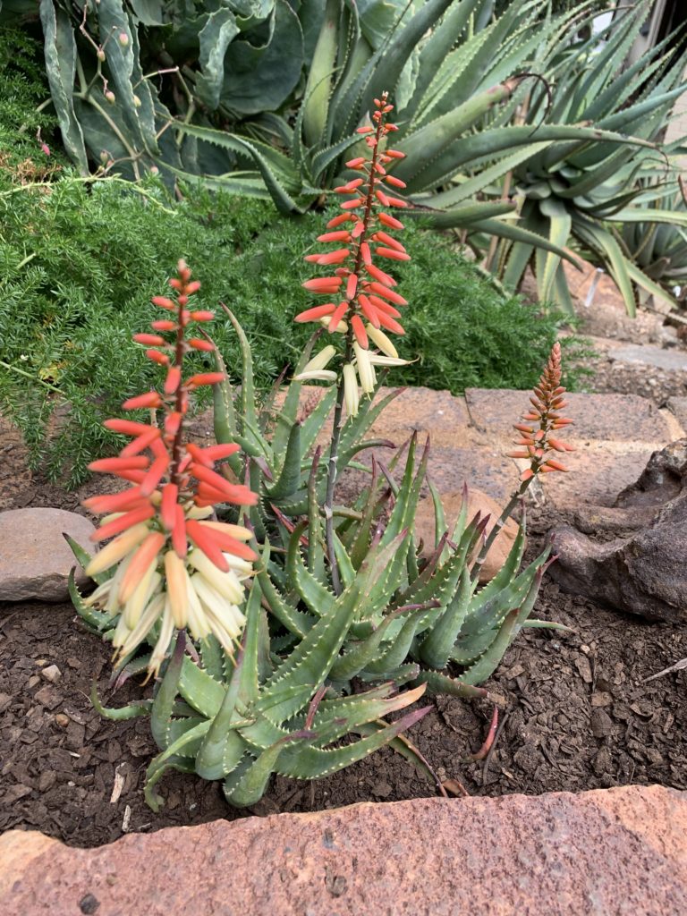 Aloe 'Baby Bicolor' - Sunbird Aloes