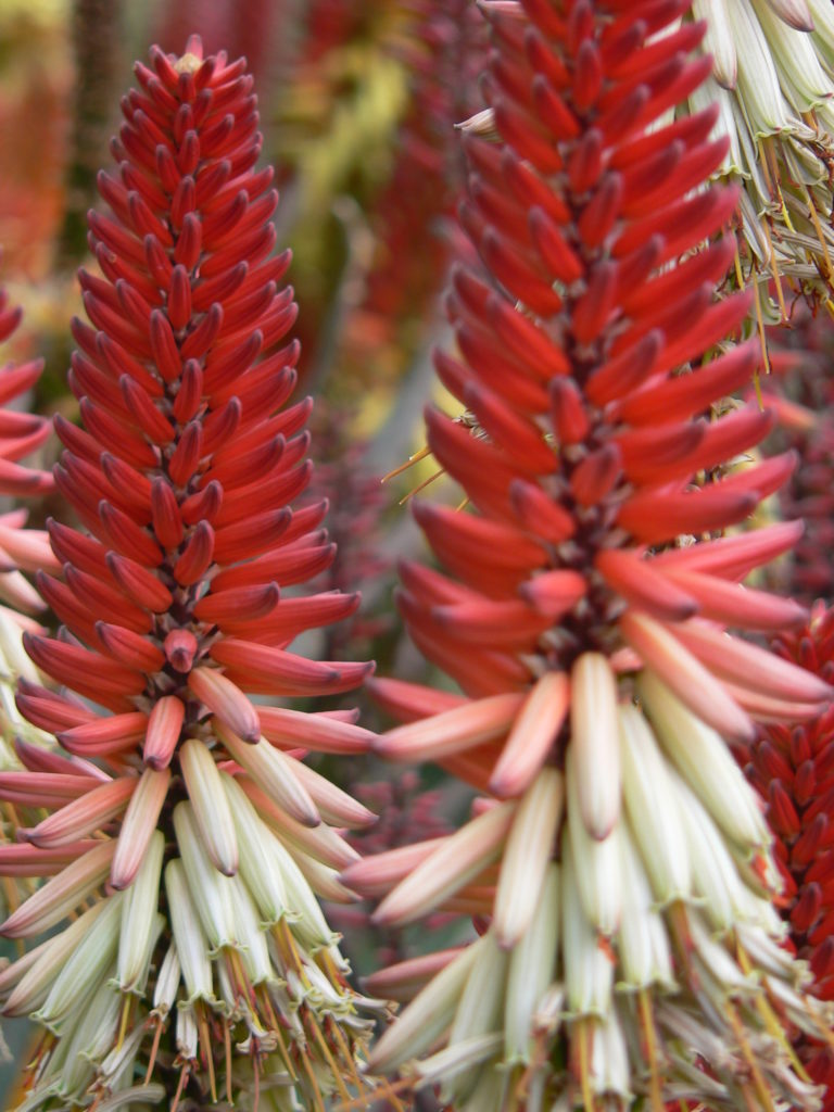 lebombo_jul05_2_038 - Sunbird Aloes