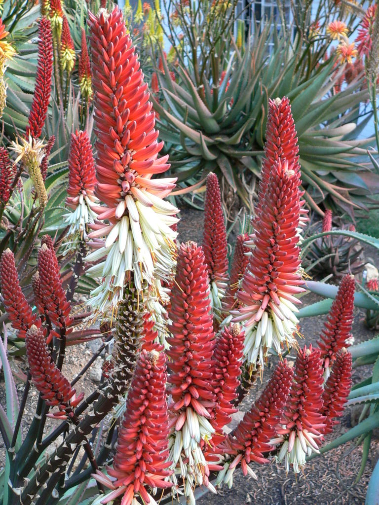 Aloe 'Lebombo' - Sunbird Aloes