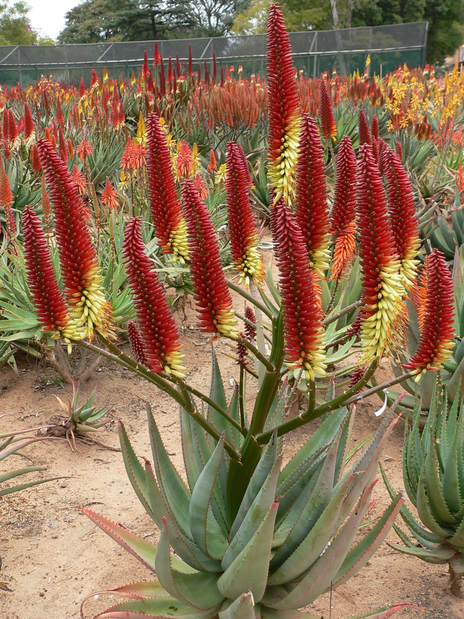 Aloe 'Red Ivory' - Sunbird Aloes
